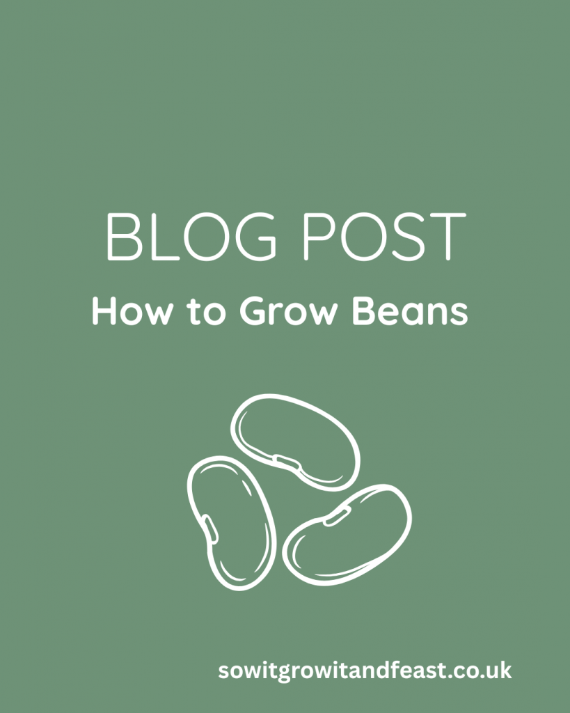 How to Grow Beans - Sow It Grow It and Feast